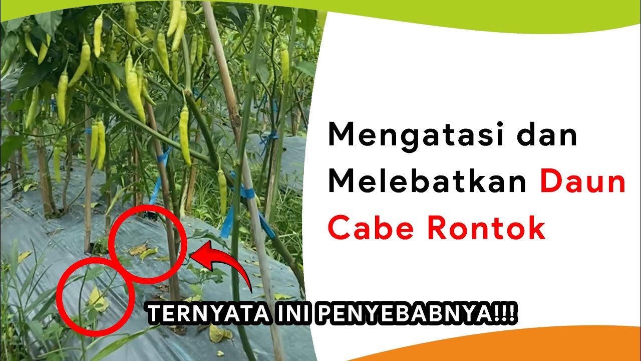Mengatasi Daun Rontok Masa Bunga dan Buah, Sekaligus Melebatkan - YouTube