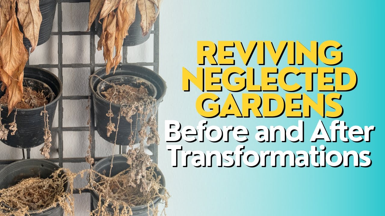 Reviving Neglected Gardens: Before and After Transformations - YouTube