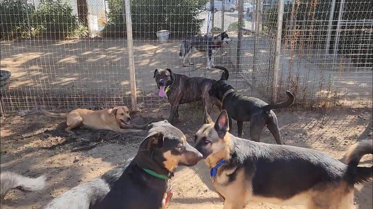 waylon, Laurie, rosalie, Wylie, friends, available to adopt, Bradshaw animal shelter, Sacramento ...