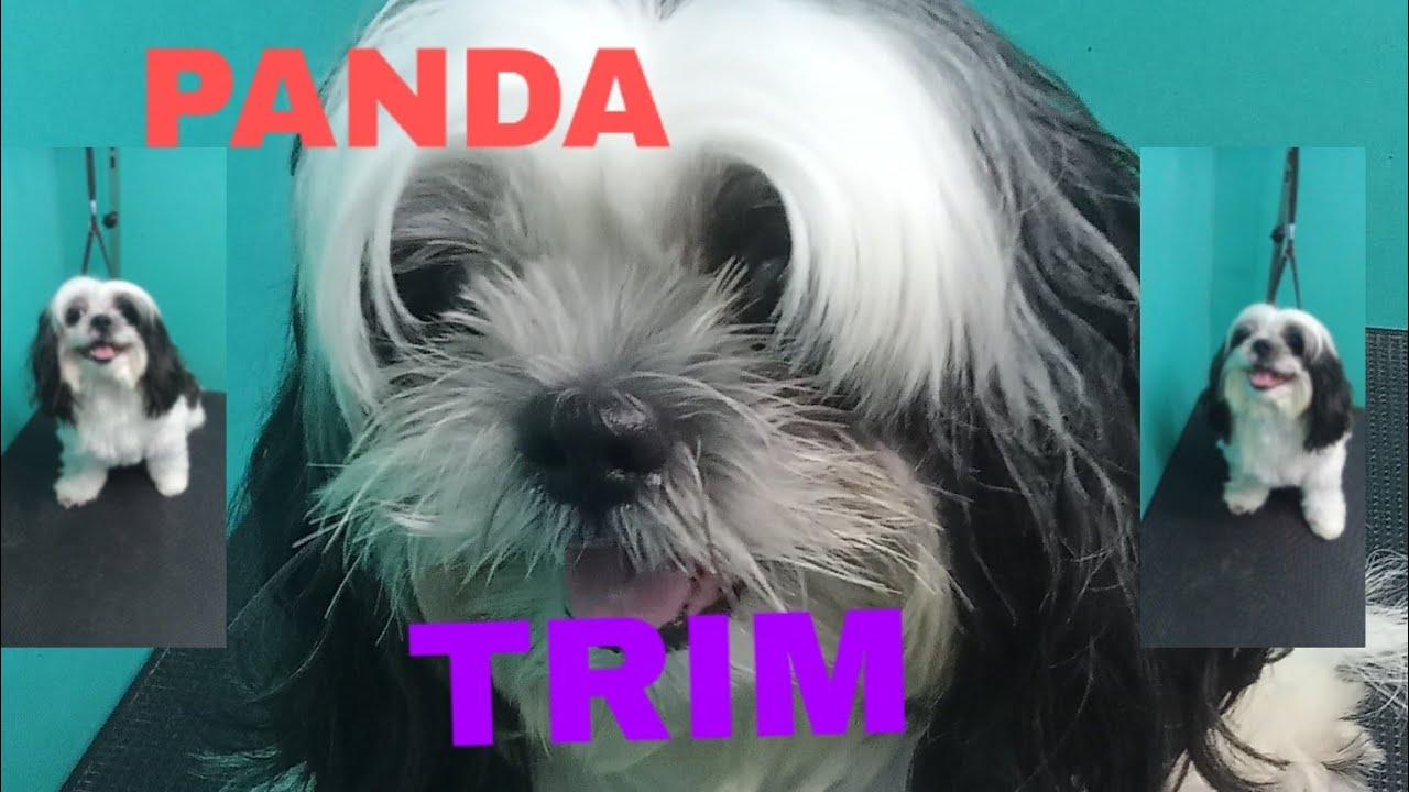 PANDA THE SHIH TZU FULL TRIM ||PAWS GROOMER TV - YouTube