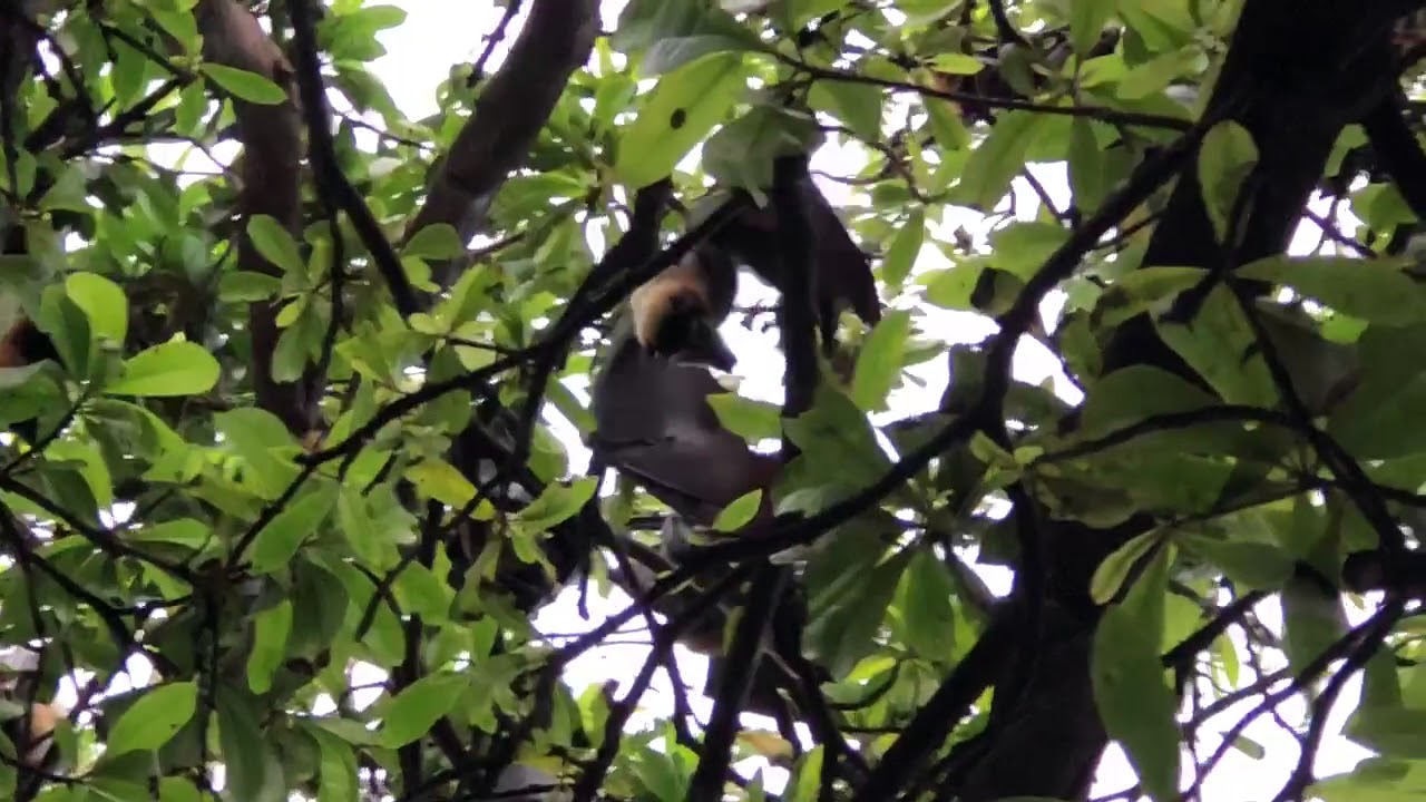 Flying fox (bat) in a tree in downtown Cairns, Queensland, Australia ...