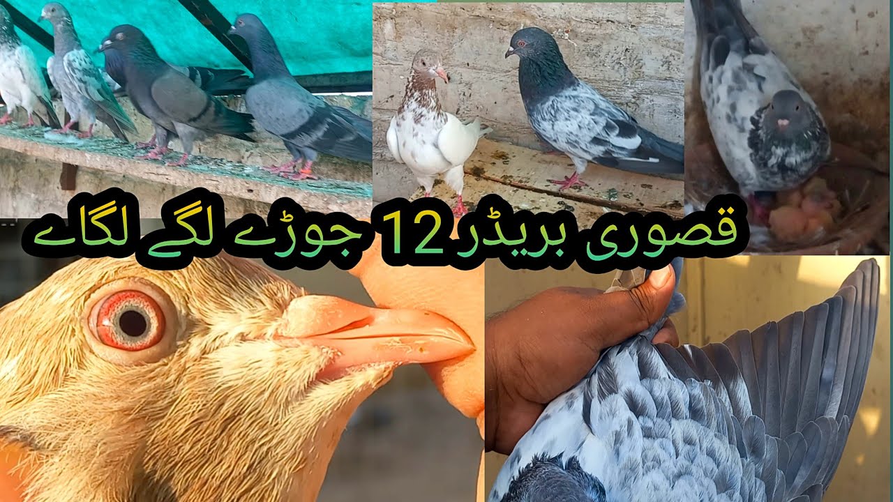 Kasuri Breedr 12 jory||||Rana kasuri pigeon |||03216594731whtsapp ...