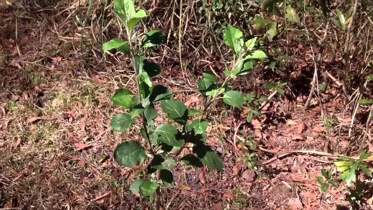 My baby fuji apple tree - YouTube