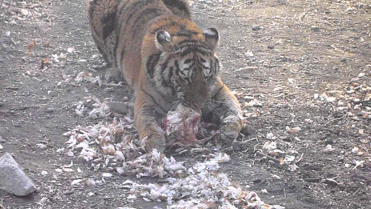 Tiger Eating Our Chicken 2.MOV - YouTube