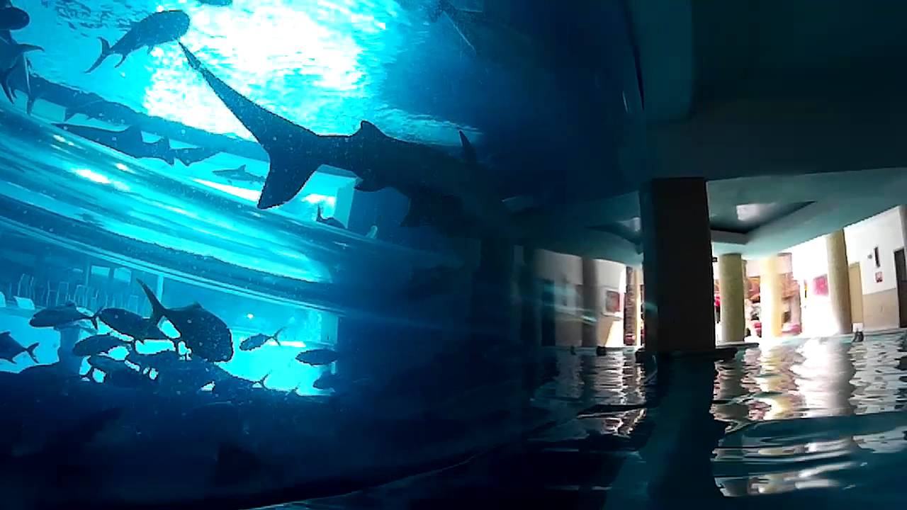 Shark tank swimming pool at Golden Nugget Las Vegas - YouTube