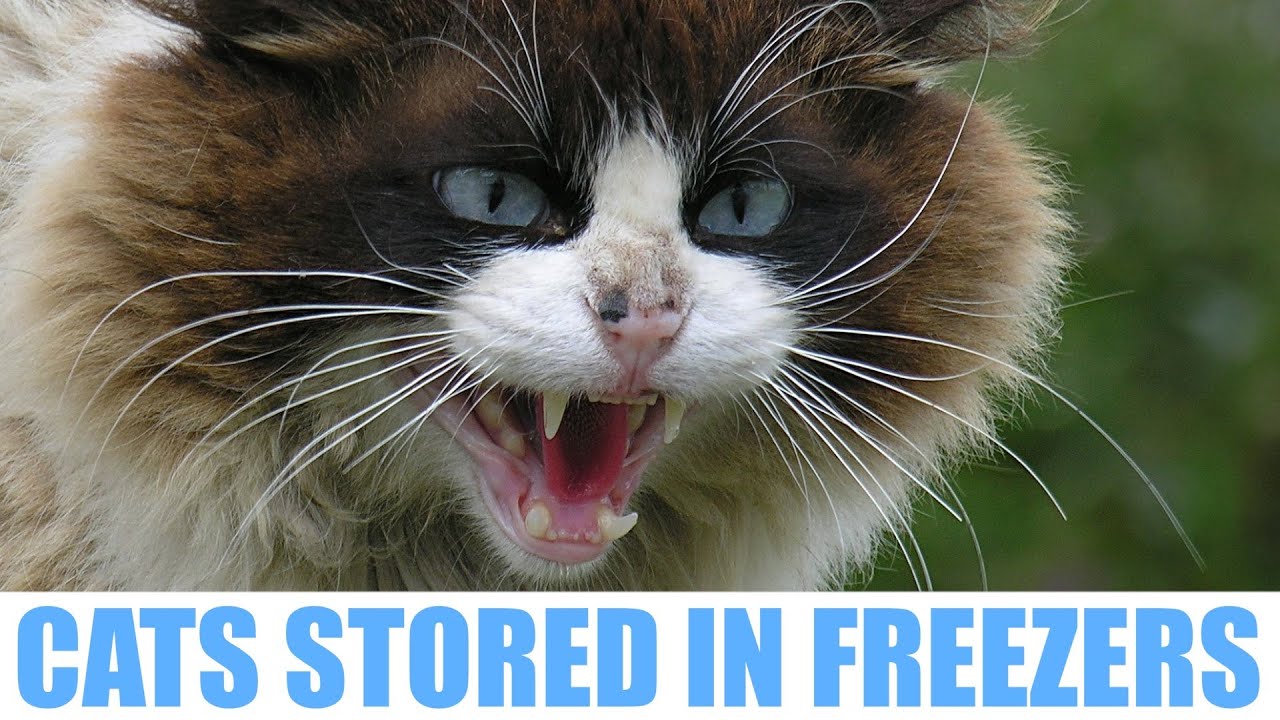 Cats Found in Freezers in Two Separate Instances - YouTube