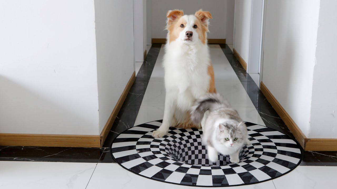Can Dogs and Cats See Optical Illusions? - YouTube