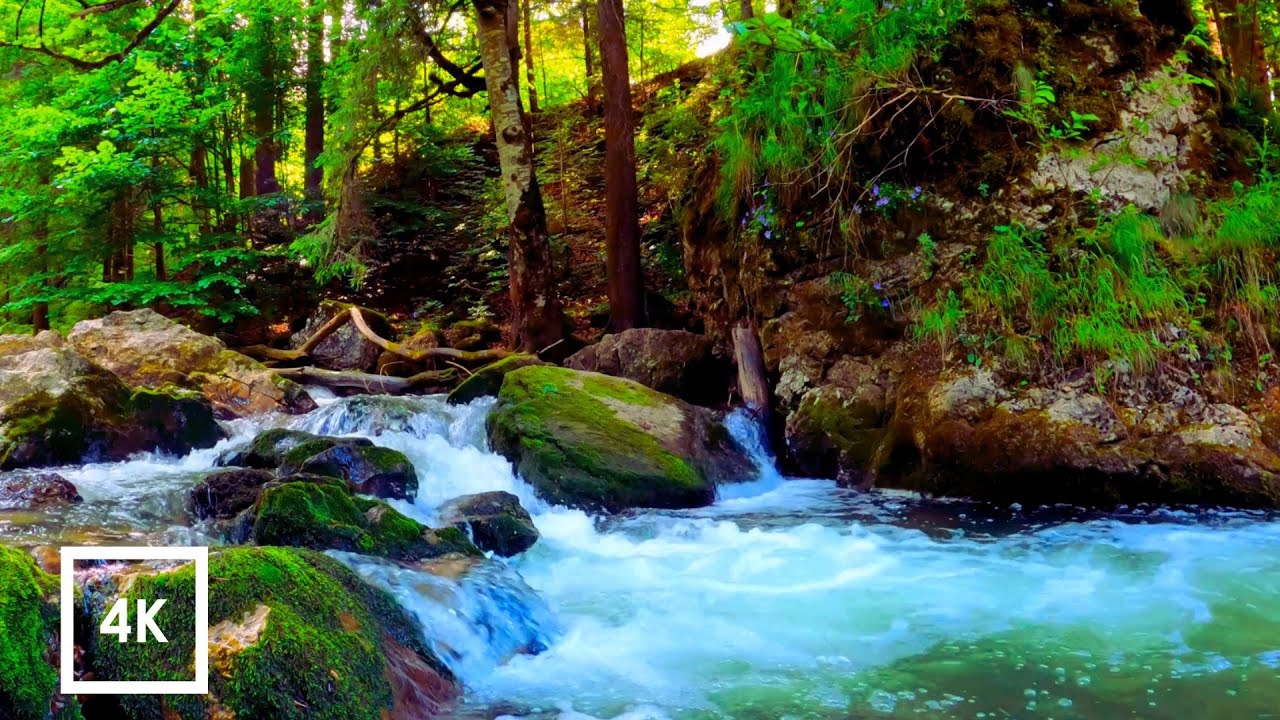 The soothing sound of a babbling forest stream, gentle morning birdsong ...