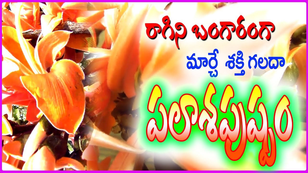ఆరోగ్య వృద్దికి-రస సిద్దికి -బంగారంలాంటి-మోదుగు పూలు-modugu-Palasha ...