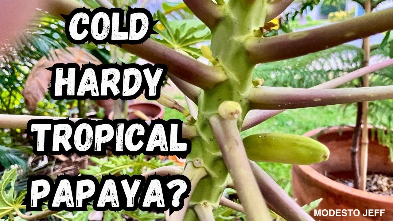 Growing Tropical Papaya in Northern California | Winter Update! - YouTube