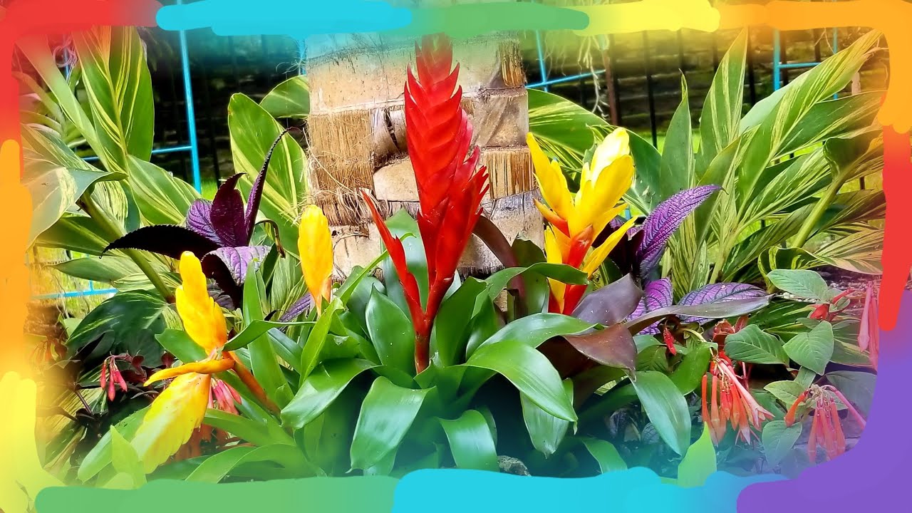 Weekly Vlog || Planting up Tropical Pots! Huge Spindle Palm! Planting ...