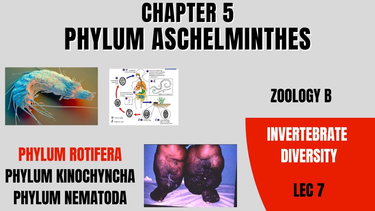 Phylum Aschelminthes/ Phylum Rotifera/Phylum Kinorhyncha/ Zoology B ...
