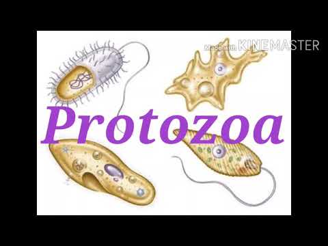 Class - 8 Science Ch - 2 Microorganisms (Part - 5) Protozoa - YouTube