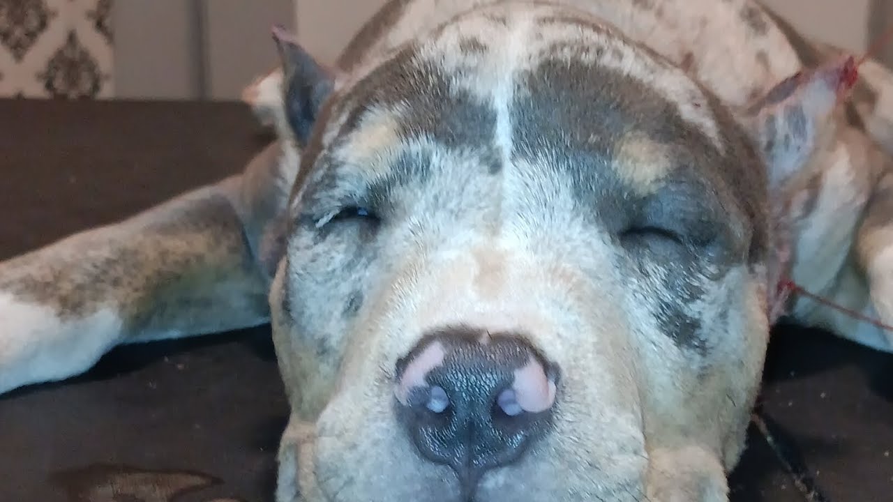 American Bully Puppy ear cropping ( Graphic Content) - YouTube