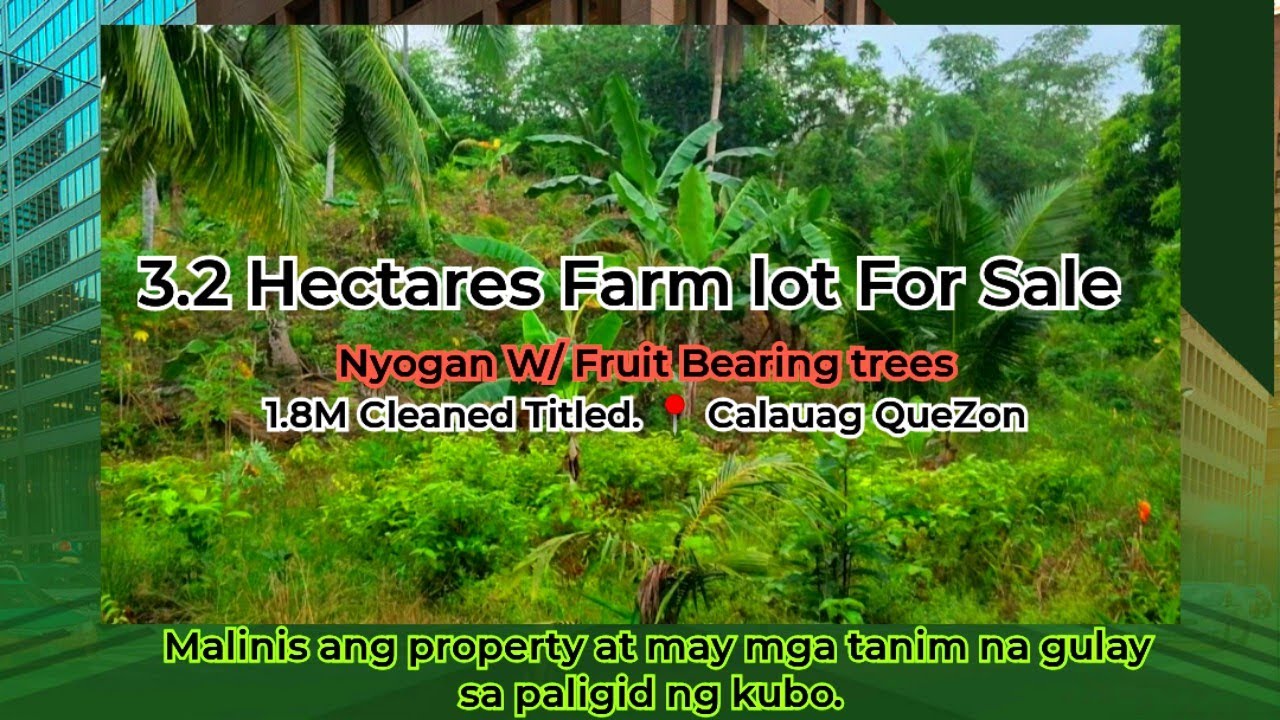 V#95🥰 Well maintained Farm lot for sale. 3.2Hectares, Nyogan w/ Fruit ...