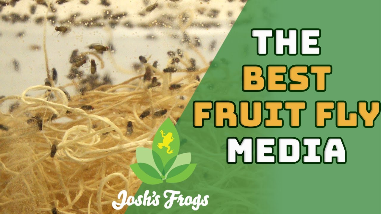 Why our Fruit Fly Media is #1| Josh's Frogs - YouTube
