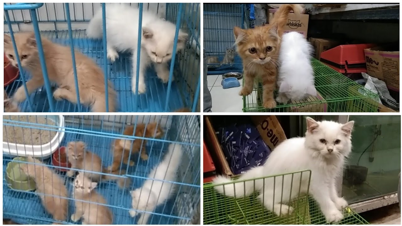 Raj Pet Shop Cat kitten Rajkot Gujarat - YouTube