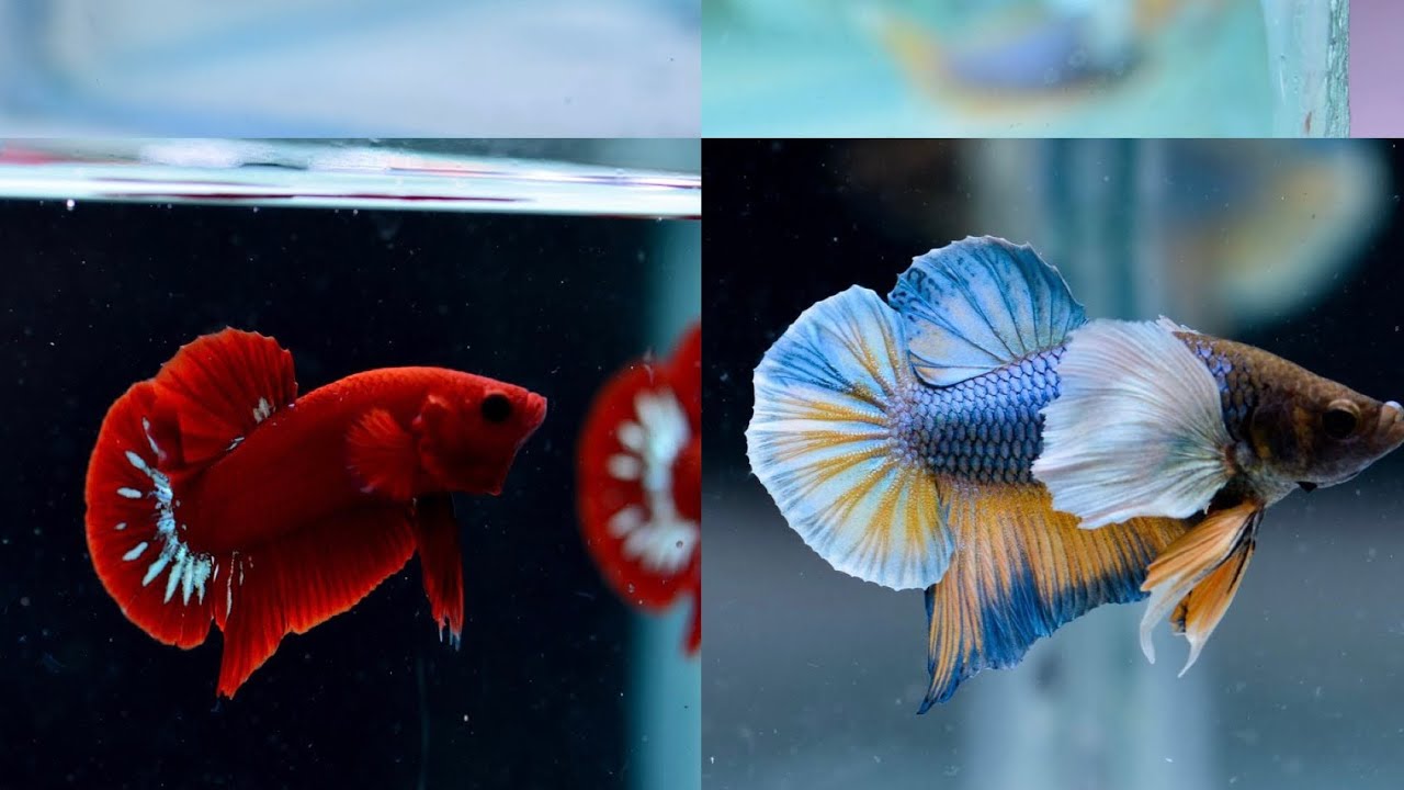 Betta Breeding Rack/Setup - YouTube