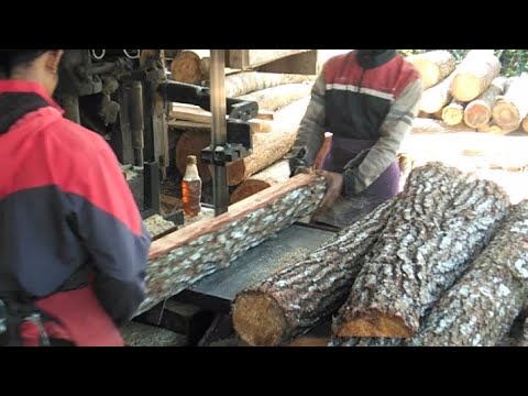 the accuracy of heavy wood operators in sawing heavy, dense wood - YouTube