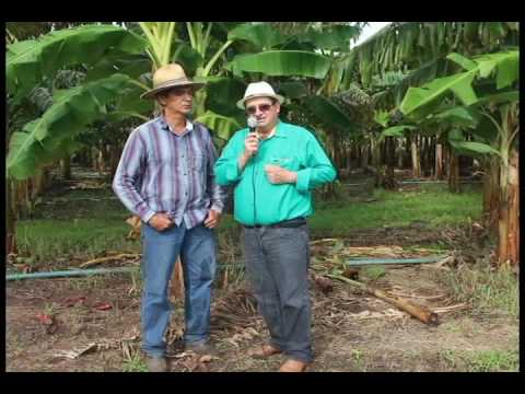 Ciro Santos da Empaer de Cáceres fala sobre a cultura da banana - YouTube