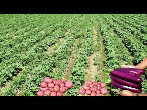 Intercropping Farming | brinjal farming | companion Planting With ...