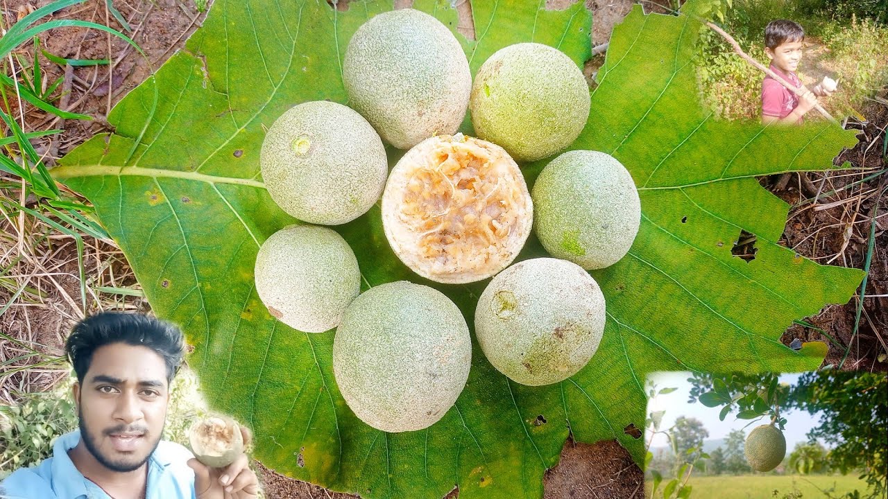 Wood apple |Village ki Wood apple | Kaitha ki chatni | chatpati fruits ...