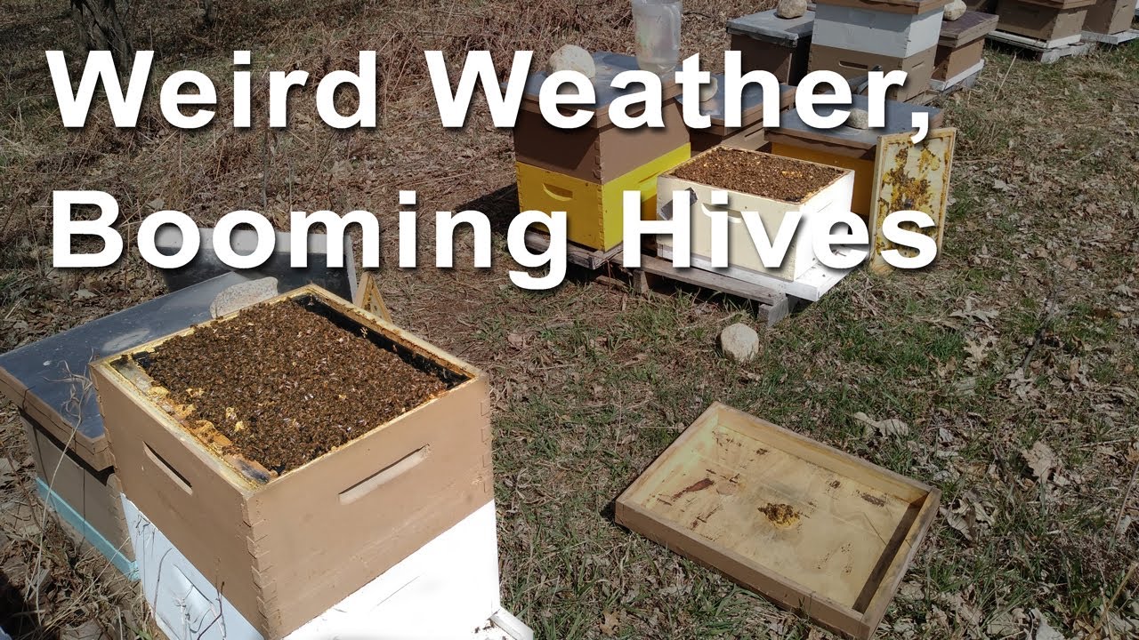 Feeding Light Hives And A Trip To My Equipment Supplier - YouTube