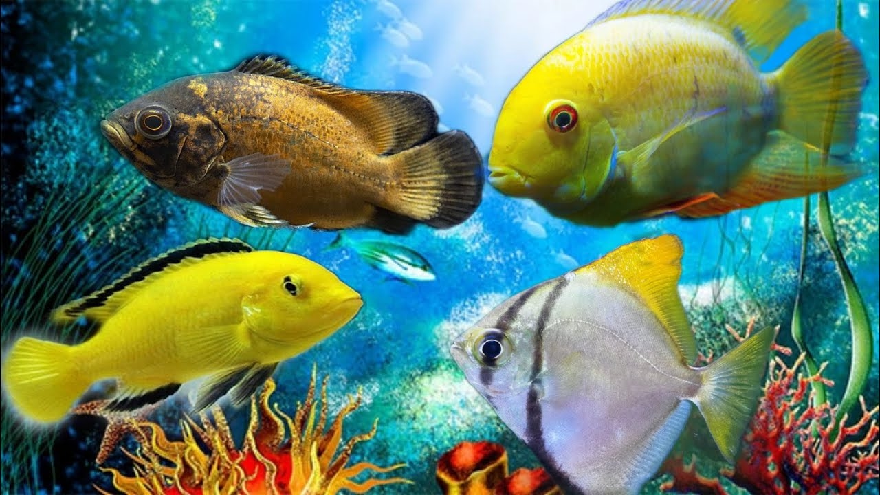 mono angel fish,Oscar fish,cichlid fish, aquarium fish,coper oscar fish ...