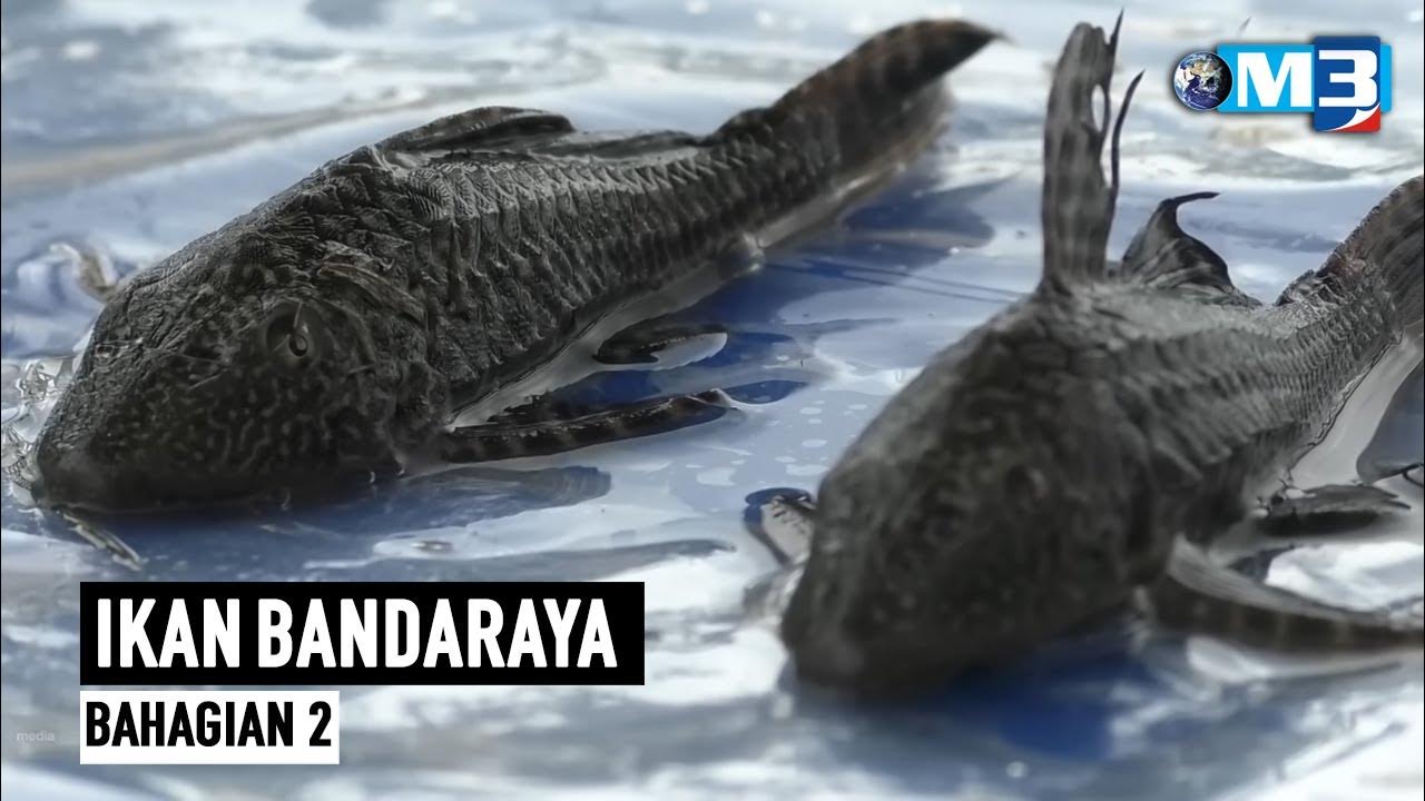 Ikan Bandaraya Bhg 2 Majalah 3 22 May 2023 Youtube