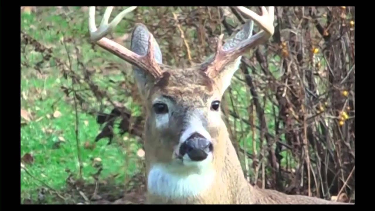 White Tailed Deer Buck In My Backyard Pennsylvania Wildlife Beautiful ...