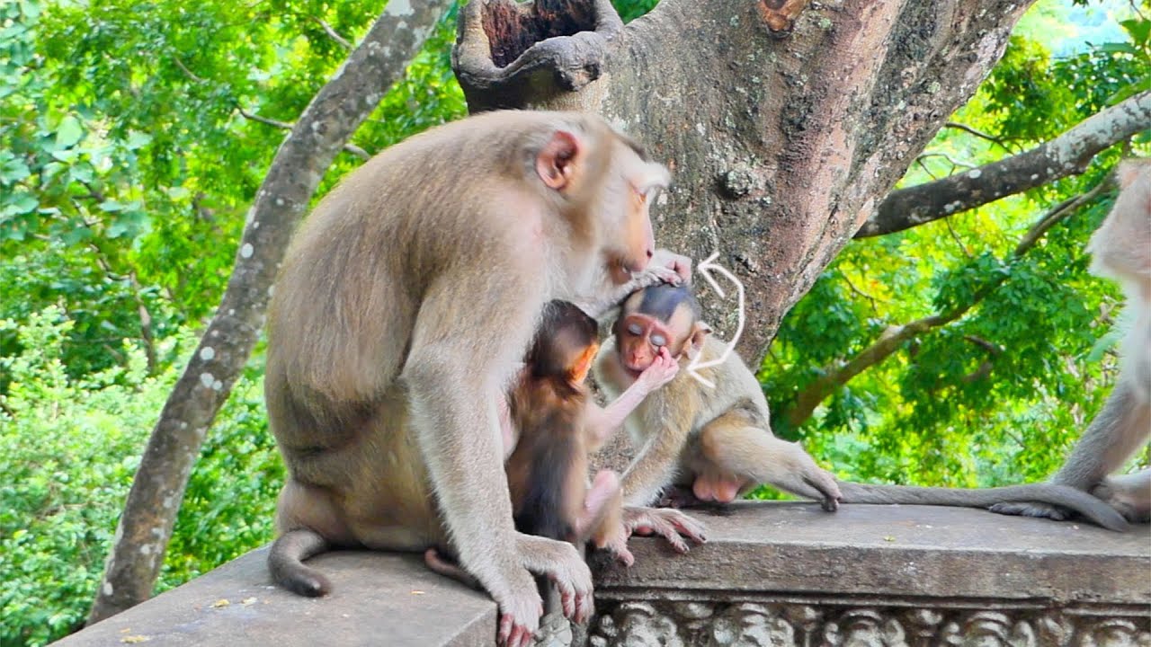 Oh what...Why is baby monkey BRODY and monkey BRENDY ask a question to baby monkey BELA? - YouTube