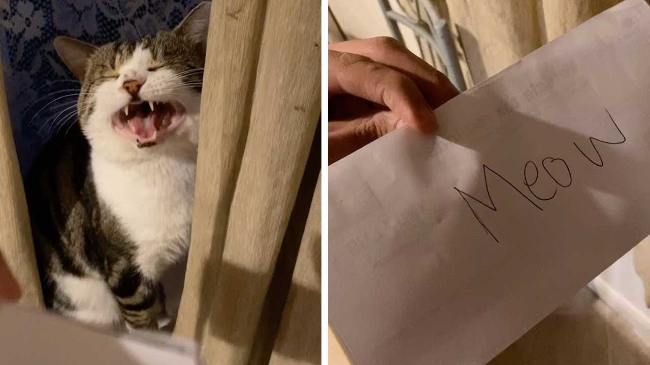 Cat Says 'Meow' After Reading Paper - YouTube