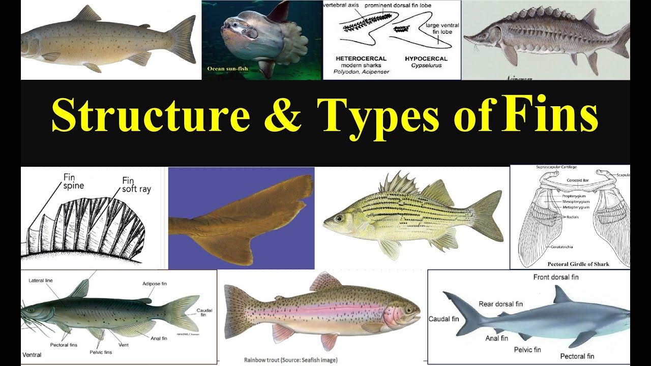 types of Fins in fishes| Fish fins | Caudal Tail | Homocercal | Heterocercal | - YouTube