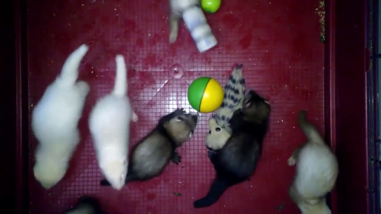 fretten pups - YouTube