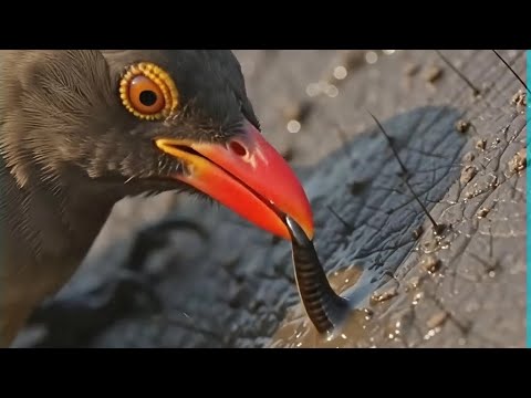 This Oxpecker Bird Clean a Hippo Better Than a Doctor! #wildlife #birds 