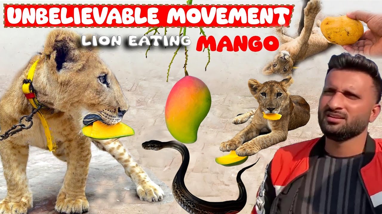 unbelievable lion eating mango || Pet Vlogging in Hindi - YouTube