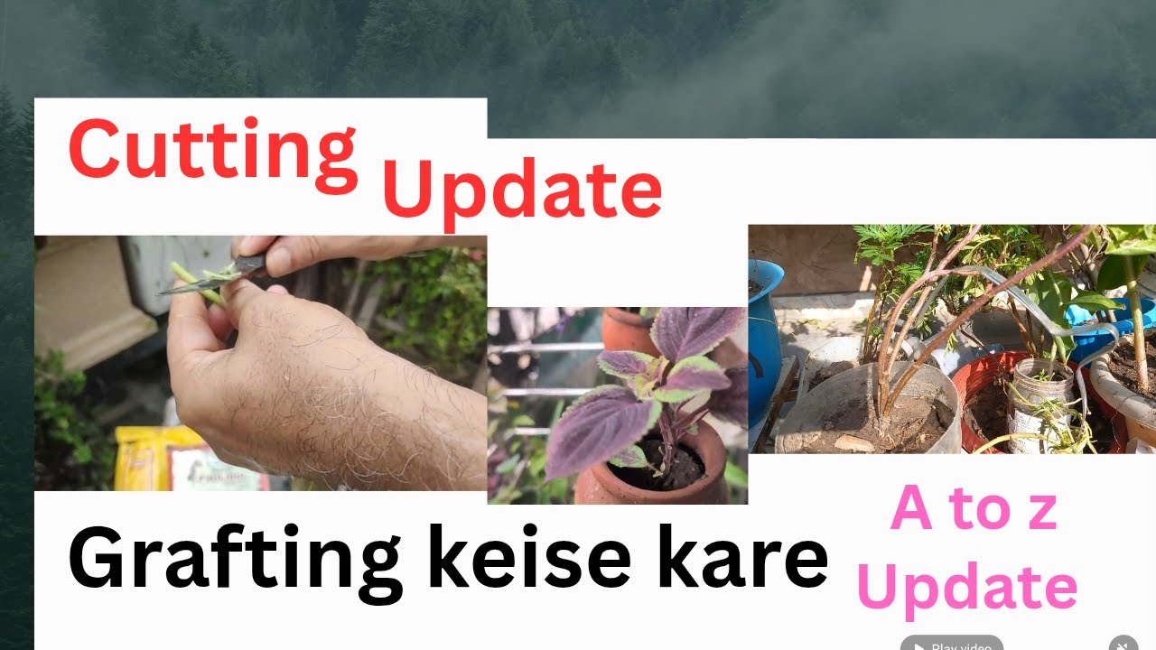 Grafting keise kare aur cutting ki full update #terracegarden - YouTube