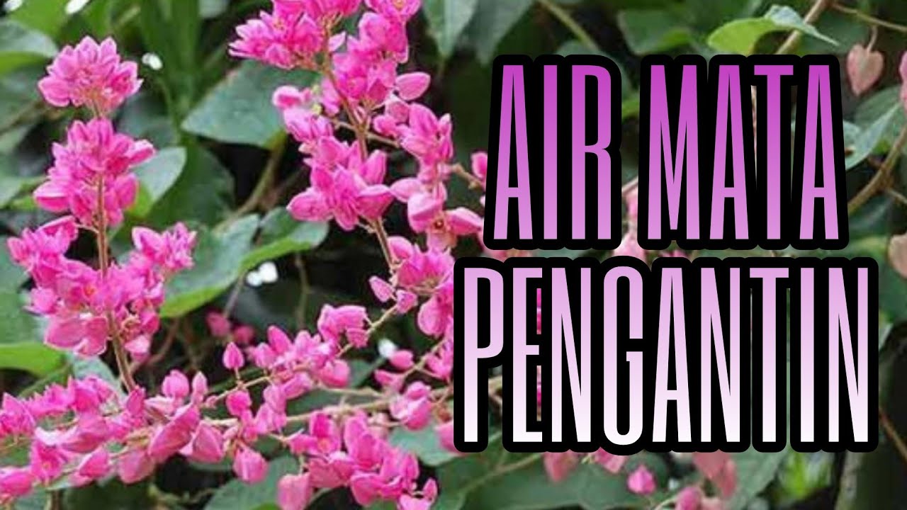 MENGENAL BUNGA AIR MATA PENGANTIN DAN MANFAATNYA, BISA UNTUK MAKANAN ...