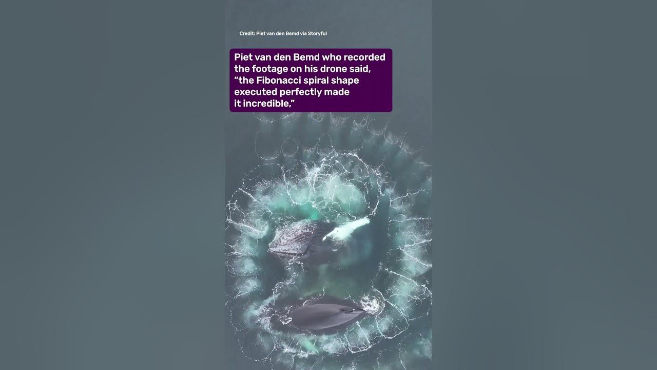 Incredible Drone Footage Reveals Humpback Whale Creating A Fibonacci ...