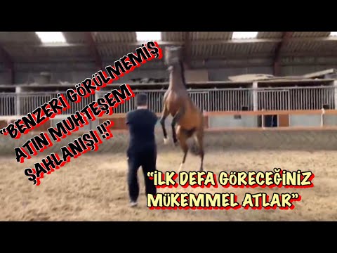 En güzel atlar dünyanın en güzel at çiftliği