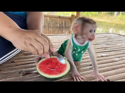 Adorable Bubu Staring Straight To See S0mething While Eatinq Water ...