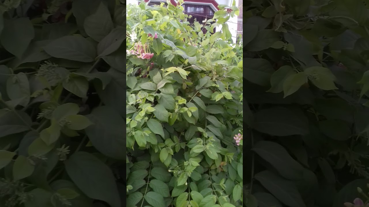 Malati plant - YouTube