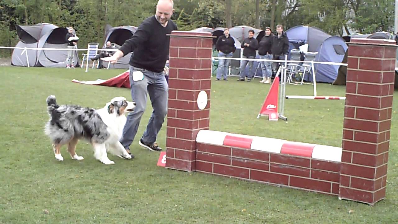 Agility australian shepherd Diesel Jumping - YouTube