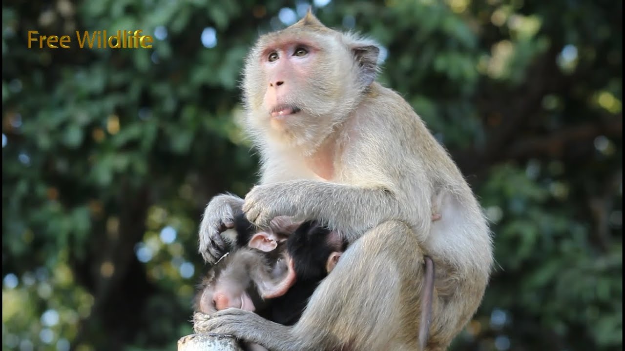 Getting Milk From Mom_ Moy and Pee Are Stronger Day By Day_ Well Mom ...