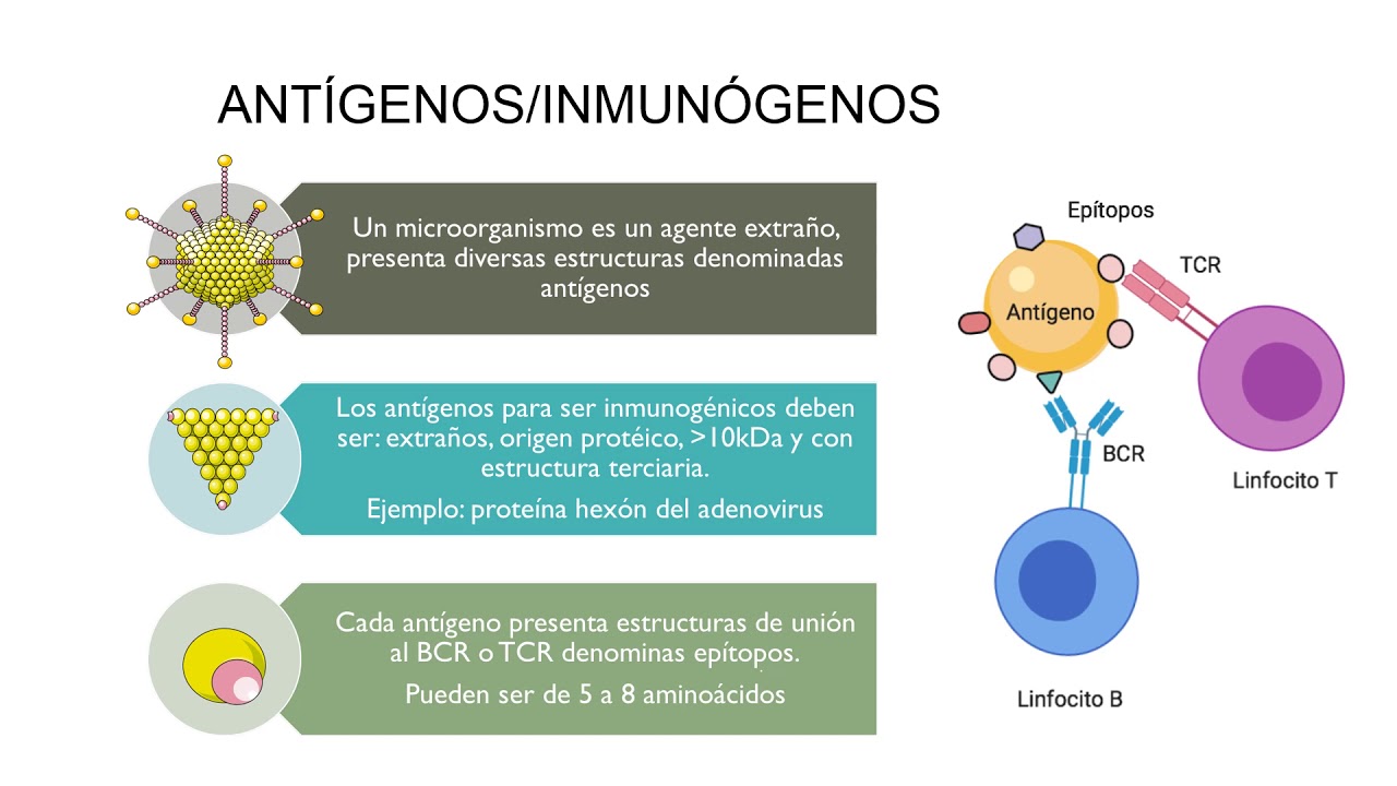 ANTÍGENOS - YouTube