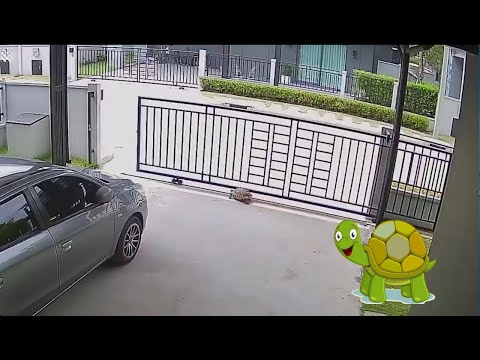 LA TORTUGA MÁS INTELIGENTE DEL MUNDO - YouTube