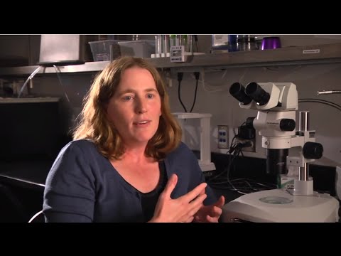 Dr. Lisa Maves - YouTube