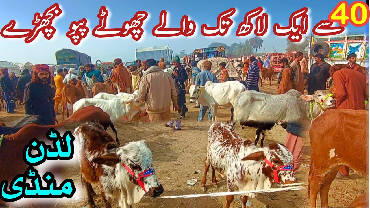 ZERO AND MEDIUM CALVES PRICE IN PAKISTAN || Sahiwal Cholistani Bachray ...