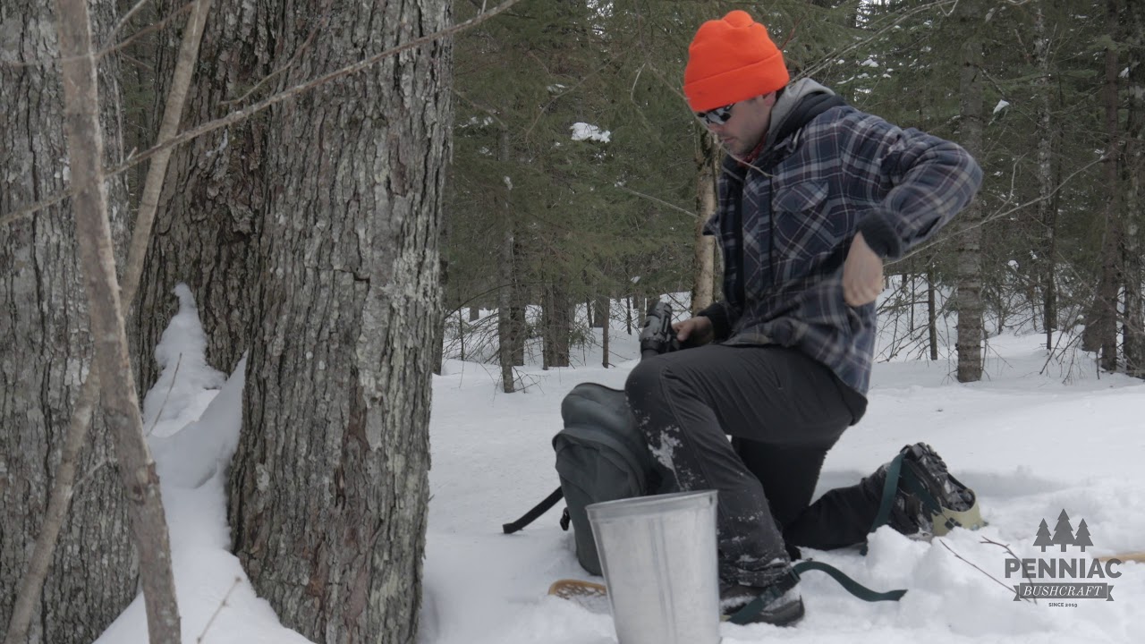Tapping a Maple Tree - YouTube