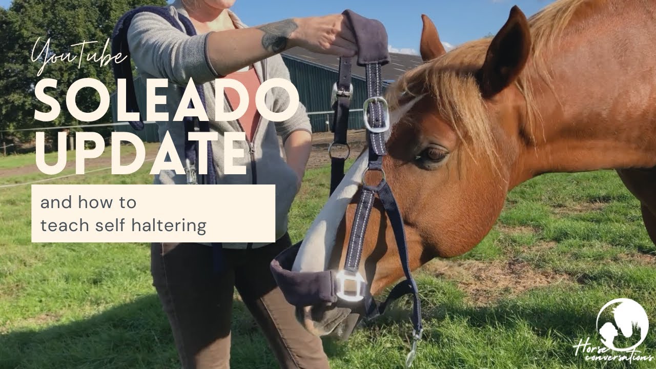How to Teach Self Haltering | Update on Soleado - YouTube